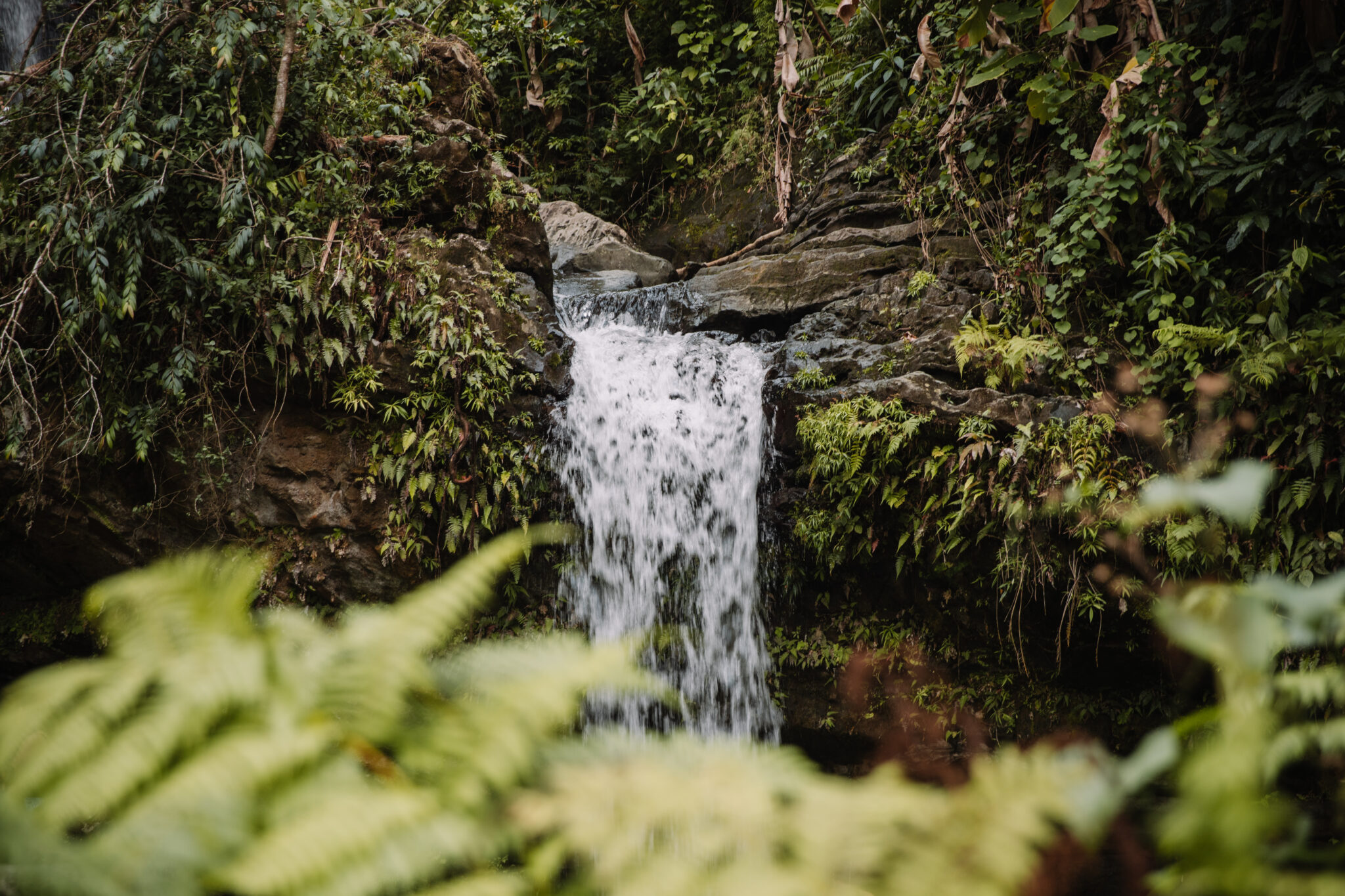 El Yunque: Wanderung durch den puerto-ricanischen Regenwald